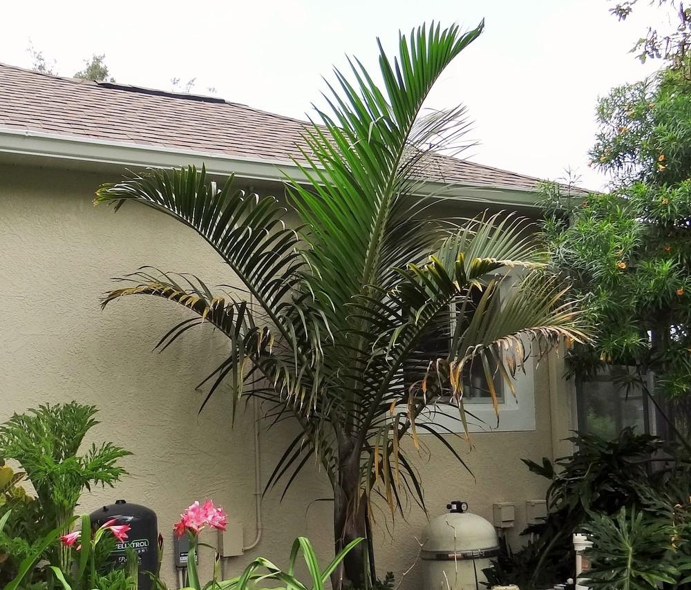 Photo of the entire plant of Majesty Palm (Ravenea rivularis) posted by ...