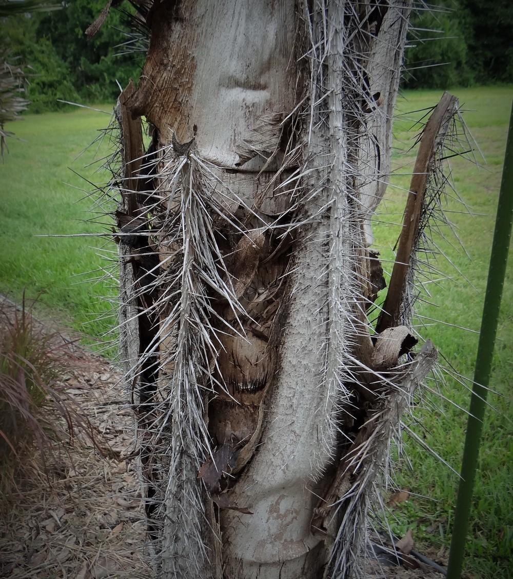 Totai Palm (Acrocomia totai) - Garden.org