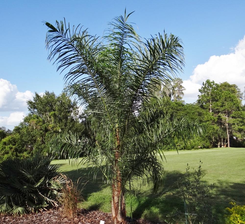 Photo of the entire plant of Totai Palm (Acrocomia totai) posted by ...
