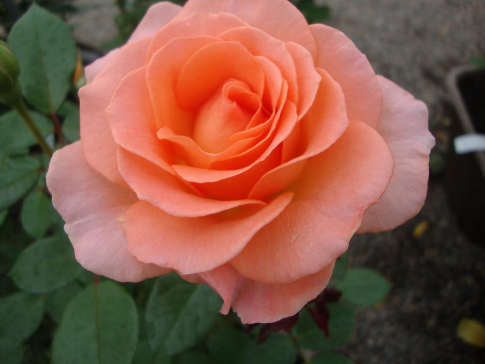 Photo of the bloom of Rose (Rosa 'Jump for Joy') posted by Paul2032 ...