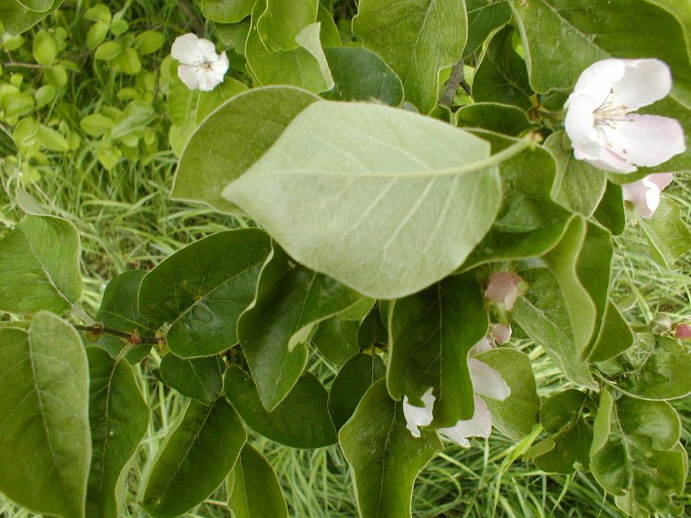 Photo of the leaves of Quince (Cydonia oblonga) posted by admin ...