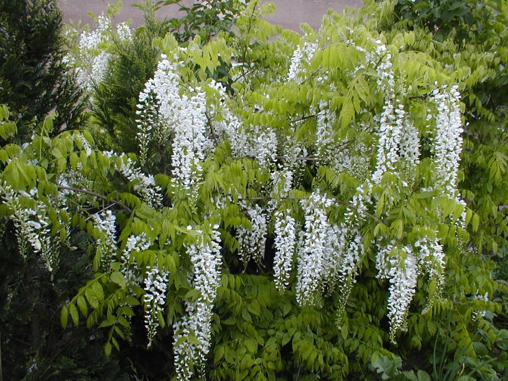 Wisterias: Plant Care and Collection of Varieties - Garden.org