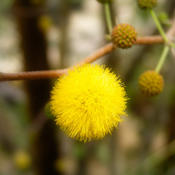 Photo of the bloom of Texas Huisache (Acacia smallii) posted by ...