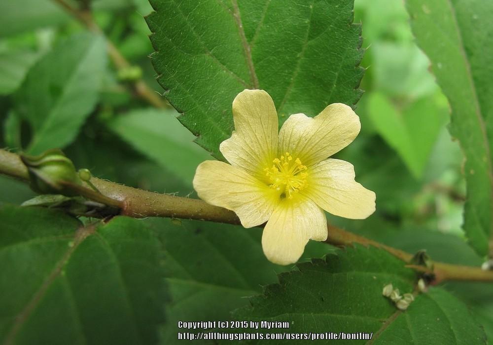 Prickly Fanpetals (Sida spinosa) - Garden.org