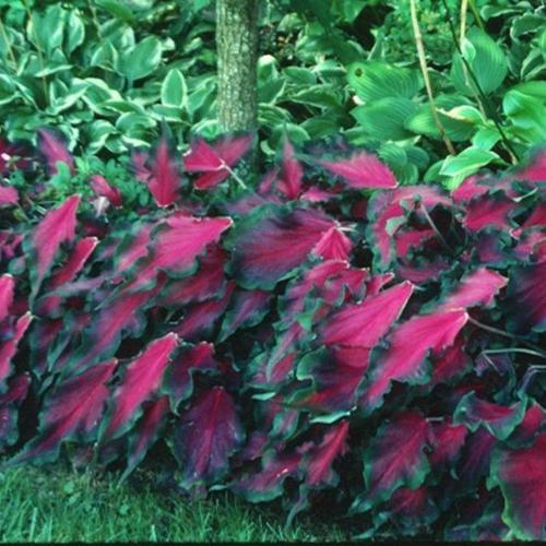 Lance-leaf Caladium (Caladium 'Red Frill') in the Caladiums Database ...