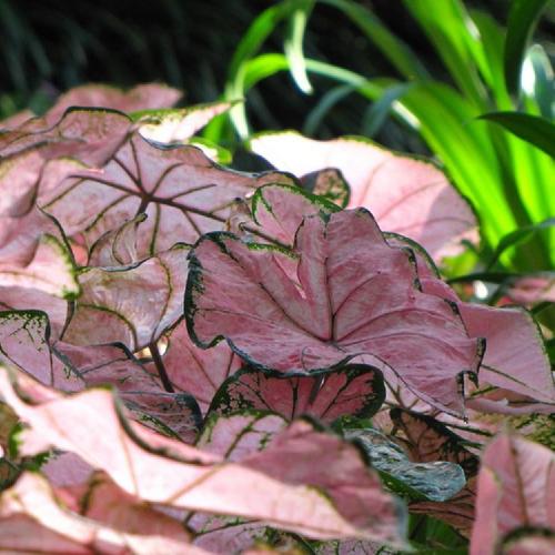Fancy-leaf Caladium (Caladium 'Pink Splash') in the Caladiums Database ...