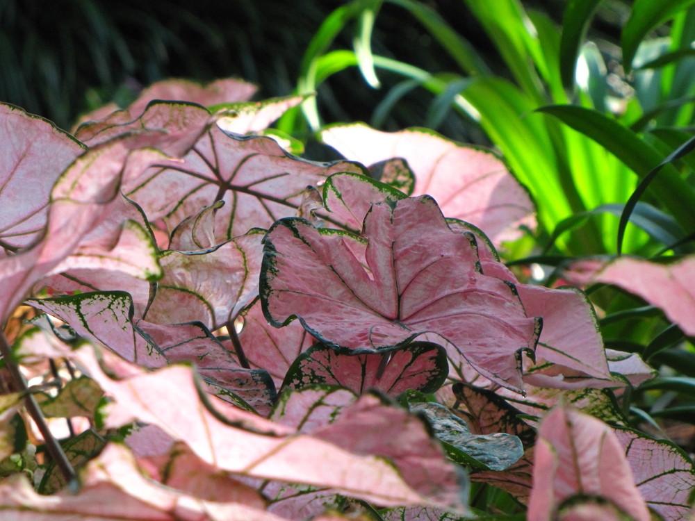 Fancy-leaf Caladium (Caladium 'Pink Splash') in the Caladiums Database ...