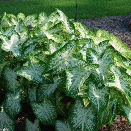 Lance-leaf Caladium (Caladium 'White Cap') in the Caladiums Database ...