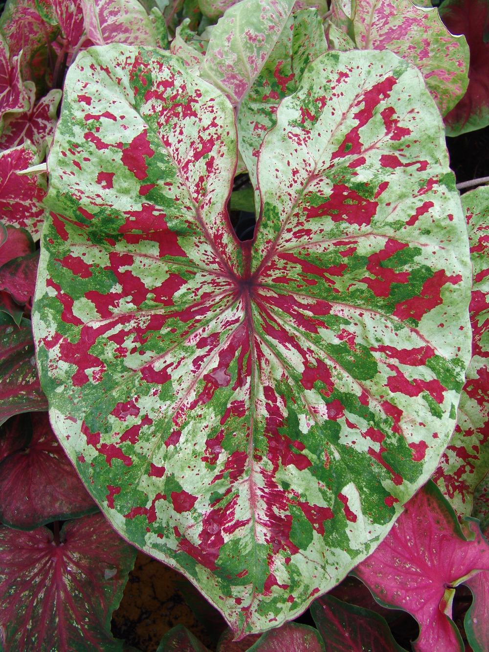 Photo of the leaves of Caladium Heart to Heart™ Raspberry Moon posted ...