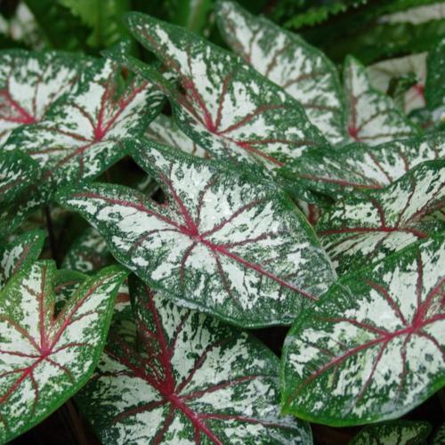 Fancy-leaf Caladium (Caladium 'Carousel') in the Caladiums Database ...