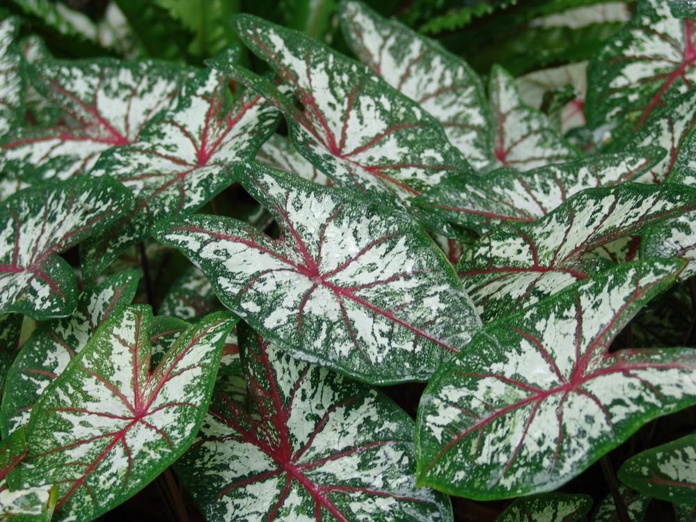 Fancy-leaf Caladium (Caladium 'Carousel') in the Caladiums Database ...