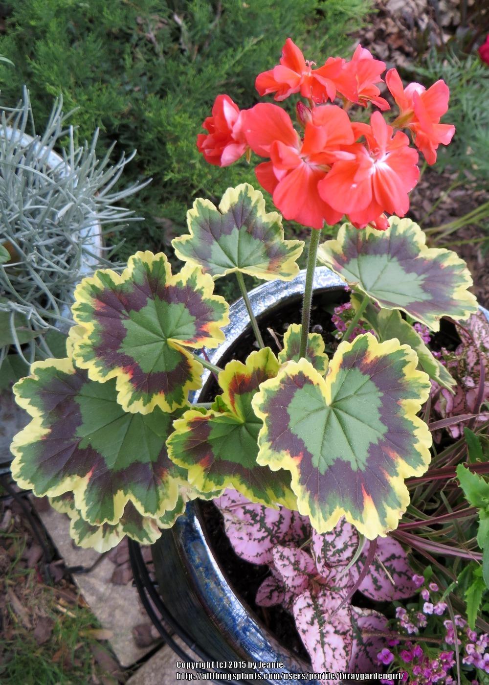 Pelargoniums: Plant Care and Collection of Varieties - Garden.org