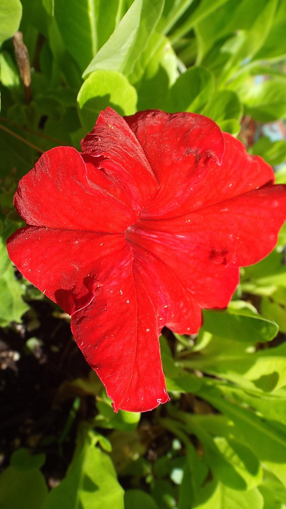 Grandiflora Petunia (Petunia 'Supercascade Red') in the Petunias ...