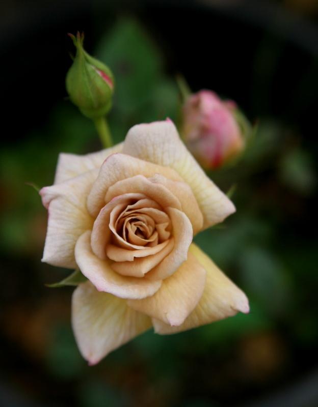 Rose (Rosa 'Ida Belle') in the Roses Database - Garden.org