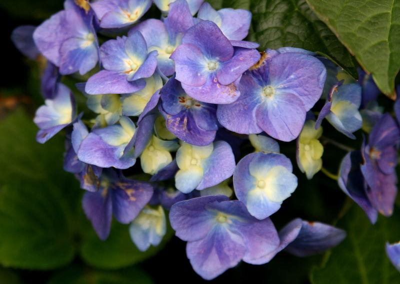 Bigleaf Hydrangea (Hydrangea macrophylla 'Blue Danube') in the ...