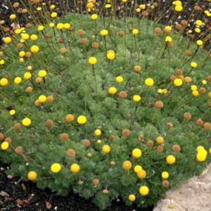 Silver Cotula (Cotula hispida) - Garden.org