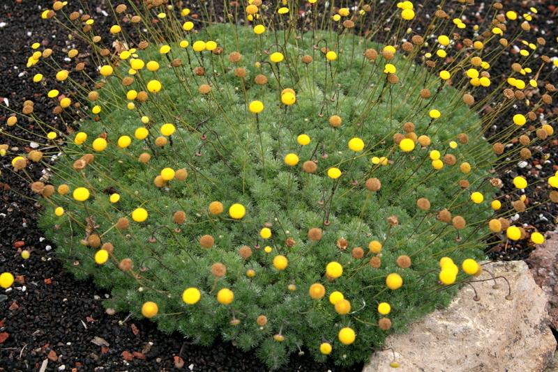 Photo of the entire plant of Silver Cotula (Cotula hispida) posted by ...