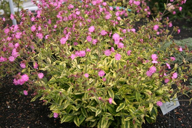 Photo of the entire plant of Variegated Catchfly (Silene dioica ...