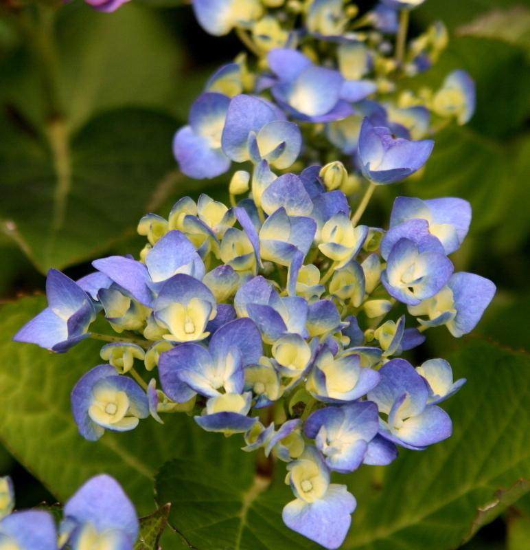Photo of the bloom of Bigleaf Hydrangea (Hydrangea macrophylla 'Blue ...