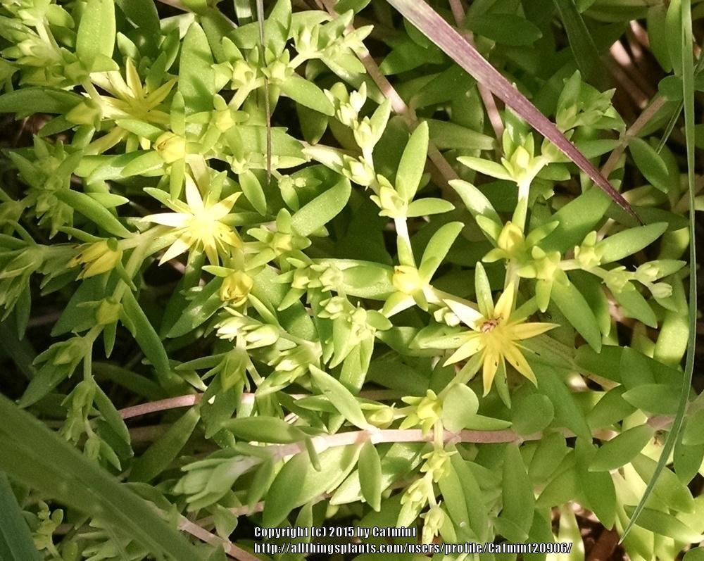 Photo of the bloom of Stringy Stonecrop (Sedum sarmentosum) posted by ...
