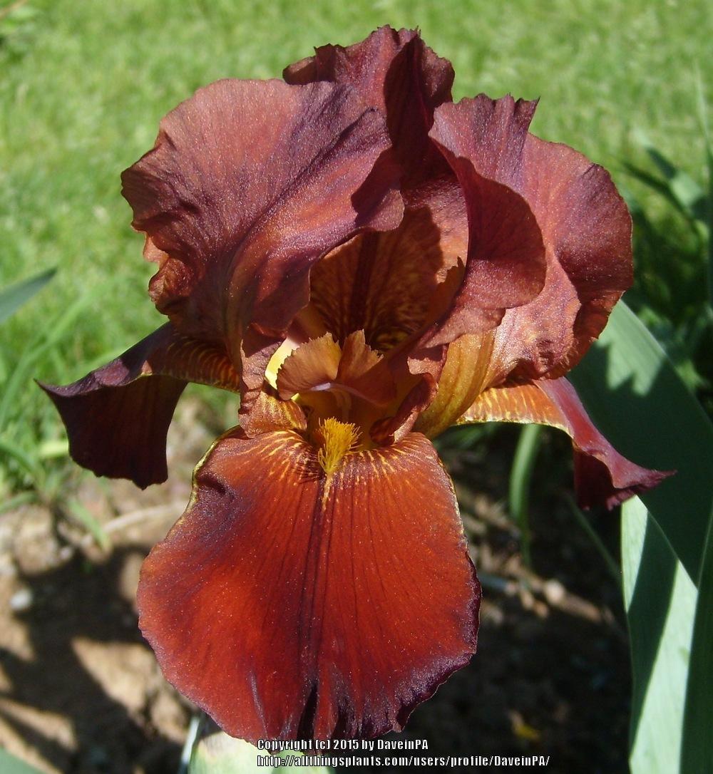 Tall Bearded Iris (Iris 'Fire Brigade') in the Irises Database - Garden.org