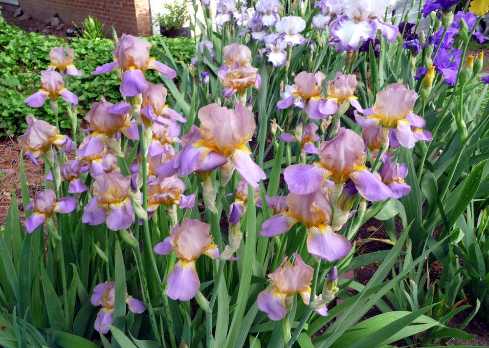 Photo of the entire plant of Tall Bearded Iris (Iris 'Quaker Lady ...