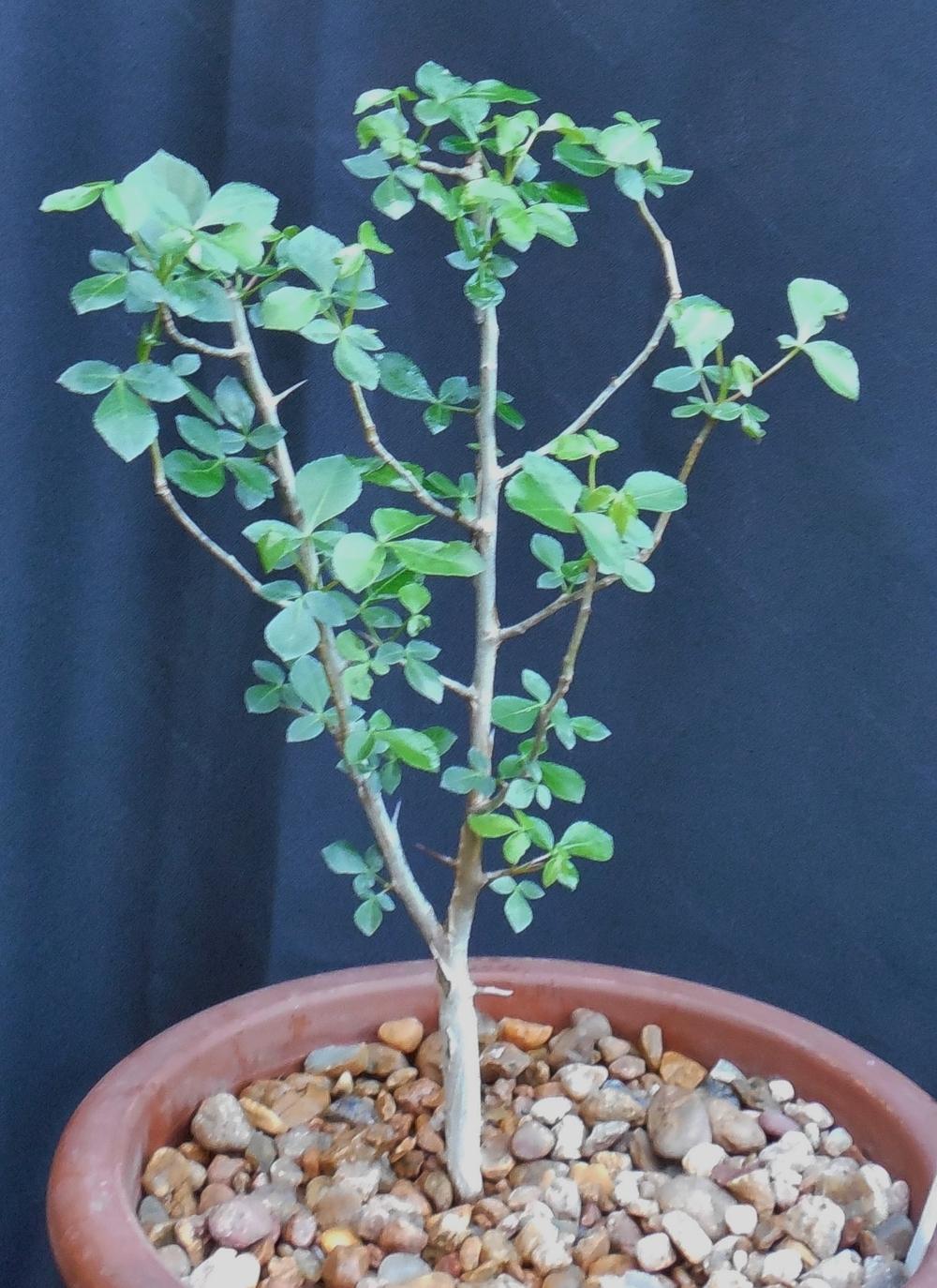 Commiphora dinteri - Garden.org
