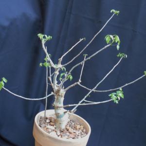Commiphora eminii - Garden.org