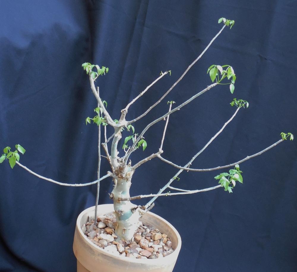 Photo of the entire plant of Commiphora eminii posted by Reine - Garden.org
