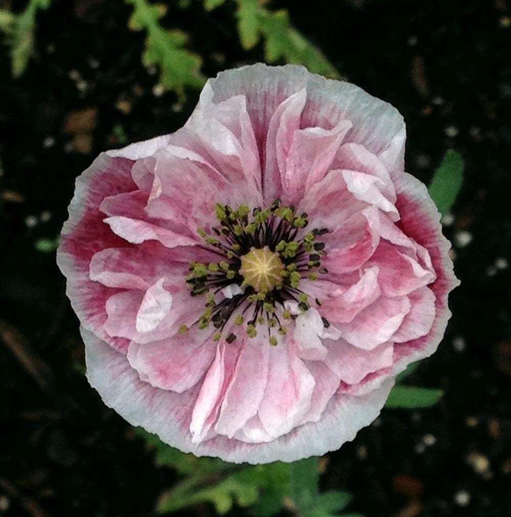 Poppies: Plant Care and Collection of Varieties - Garden.org