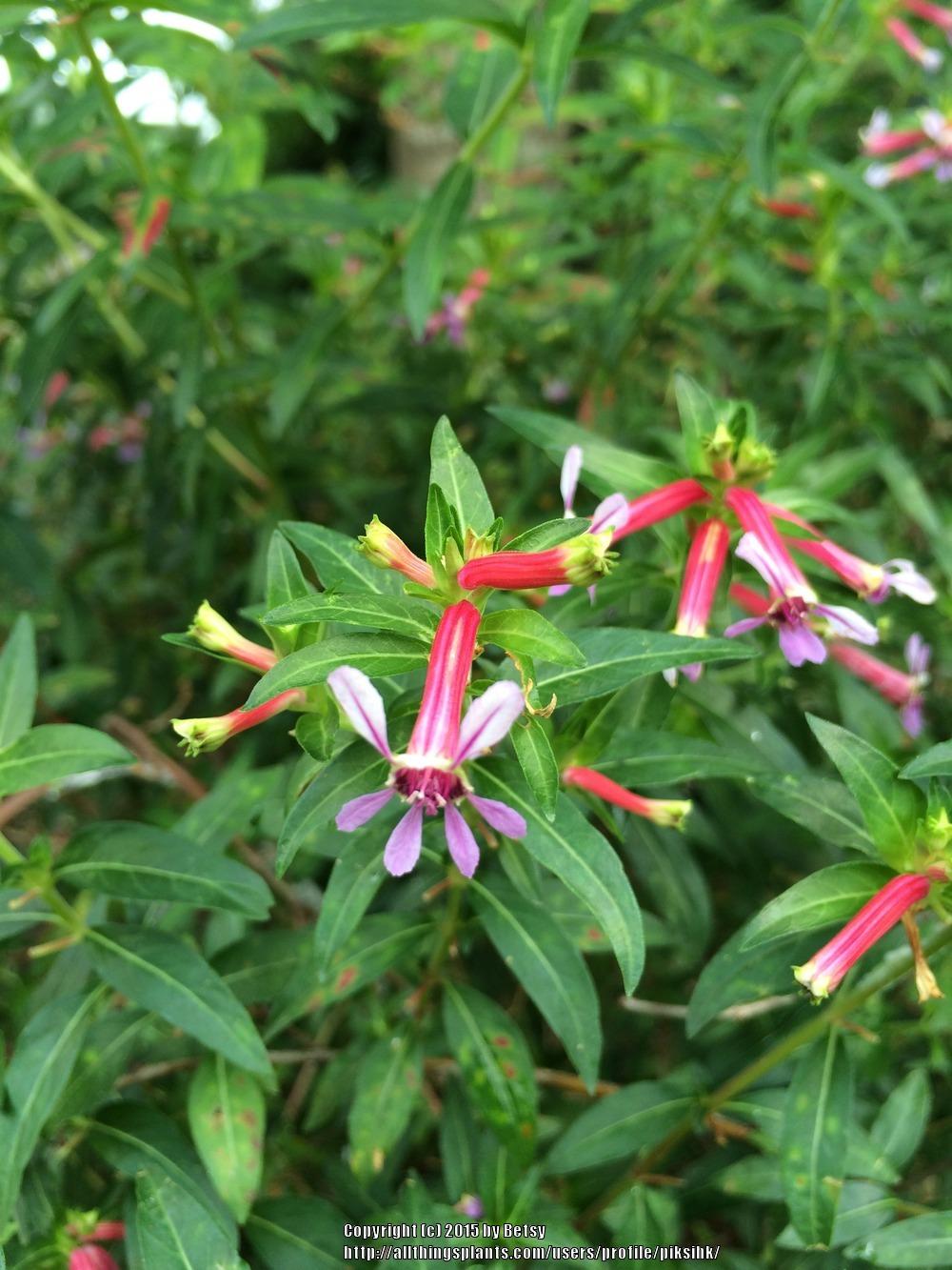 Photo of the bloom of Cigar Plant (Cuphea 'Starfire Pink') posted by ...