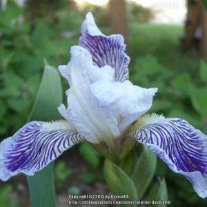 Tall Bearded Iris (Iris 'Amoena') in the Irises Database - Garden.org
