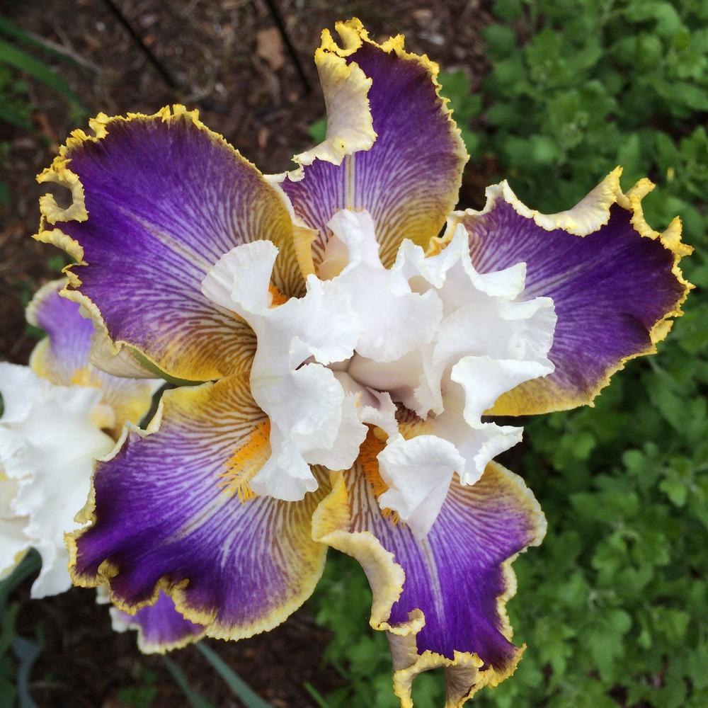 Photo of the bloom of Tall Bearded Iris (Iris 'Wild Angel') posted by ...