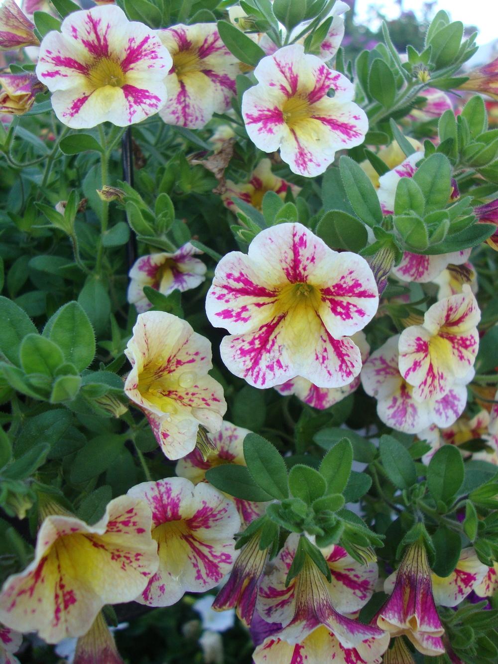 Million Bells (Calibrachoa Candy Shop™ Candy Bouquet) in the ...