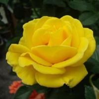 Photo of the bloom of Rose (Rosa 'Shockwave') posted by Calif_Sue ...