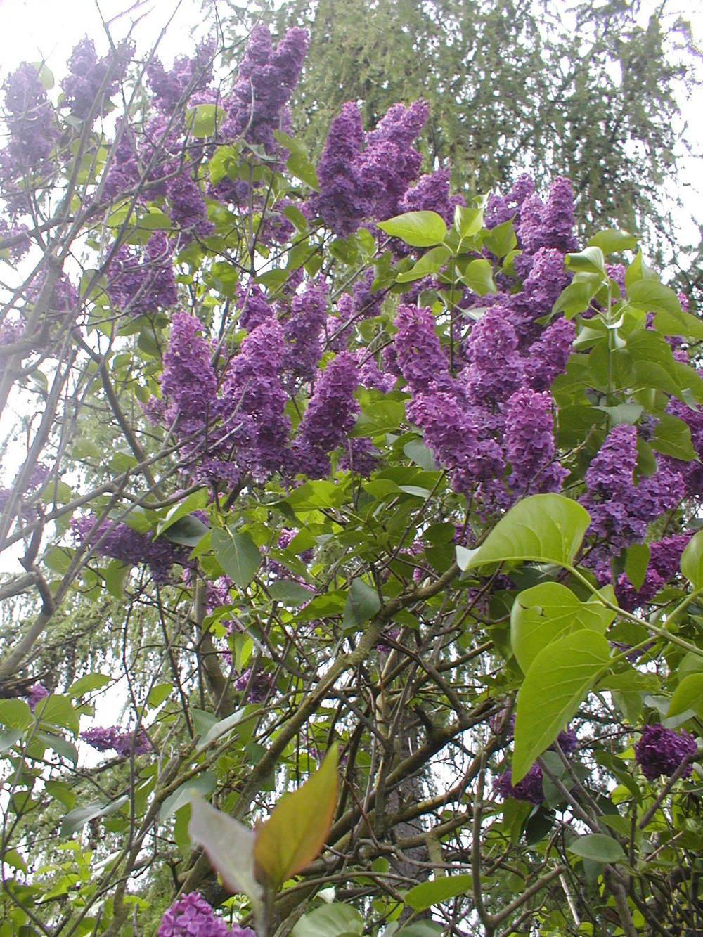 Photo of the bloom of Common Lilac (Syringa vulgaris 'Congo') posted by ...