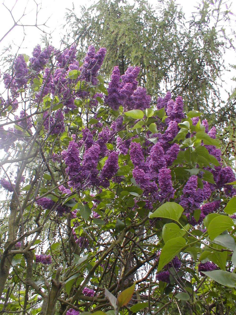 Photo of the bloom of Common Lilac (Syringa vulgaris 'Congo') posted by ...
