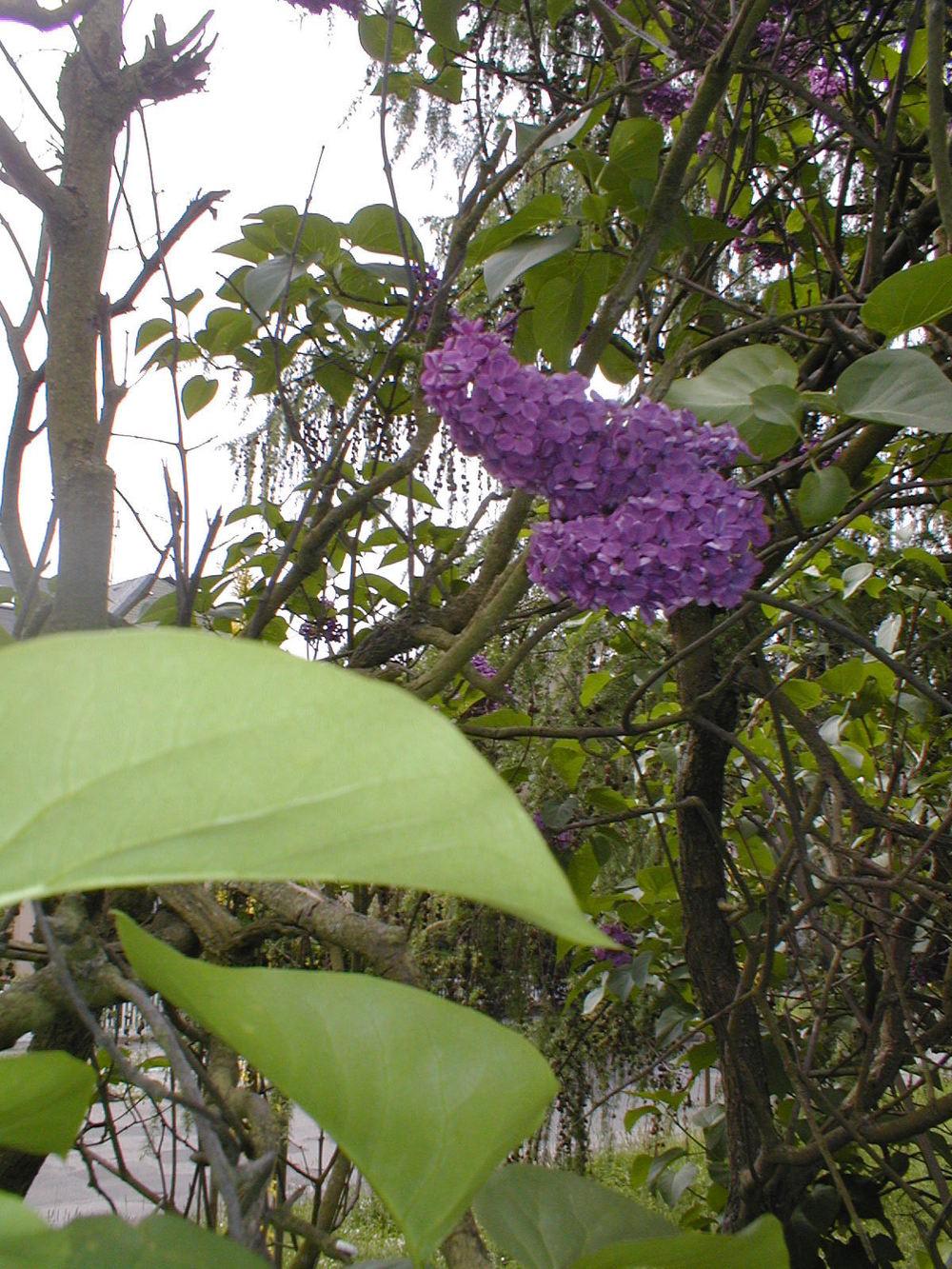 Photo of the stem, scape, stalk or bark of Common Lilac (Syringa ...
