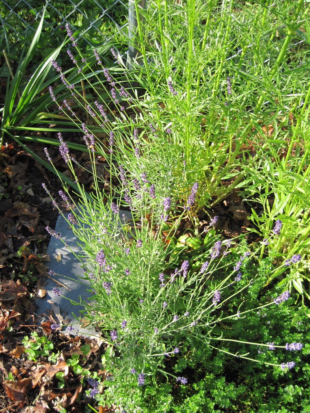 English Lavender (Lavandula angustifolia subsp. angustifolia) in the ...