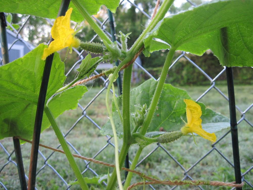 Cucumbers: Plant Care and Collection of Varieties - Garden.org