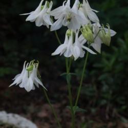 Sweet-Scented Columbine (Aquilegia fragrans) in the Columbines Database ...