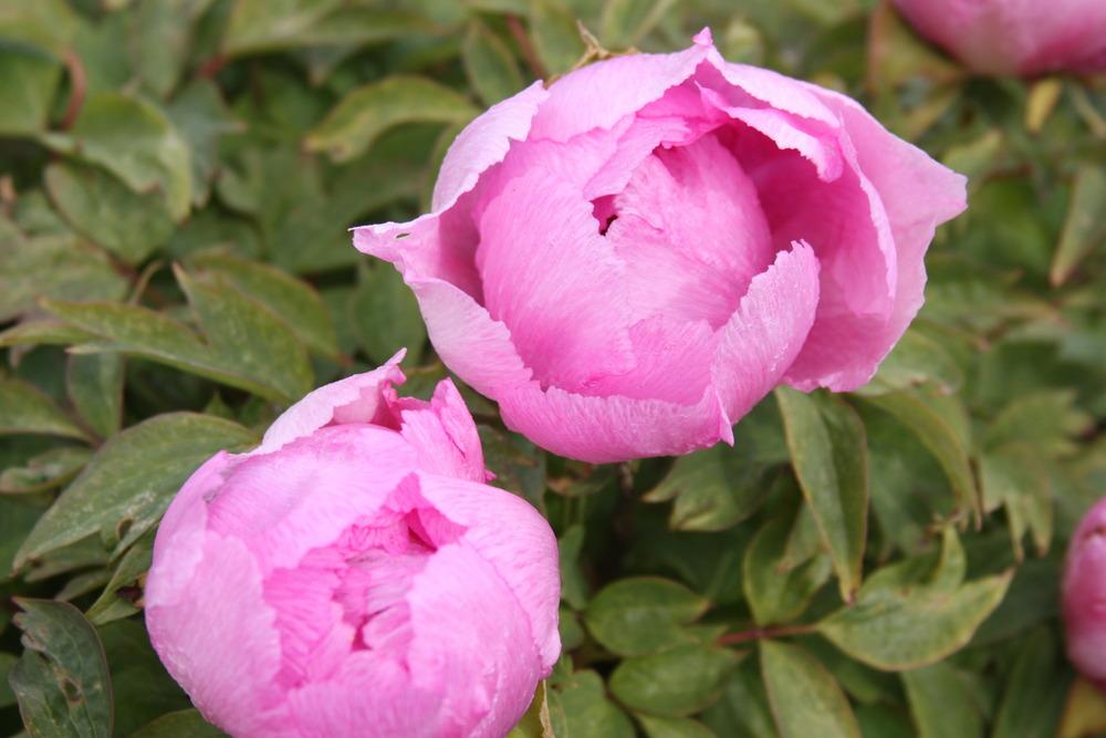 Chinese Tree Peony (Paeonia x suffruticosa 'Zhu Sha Lei') in the ...