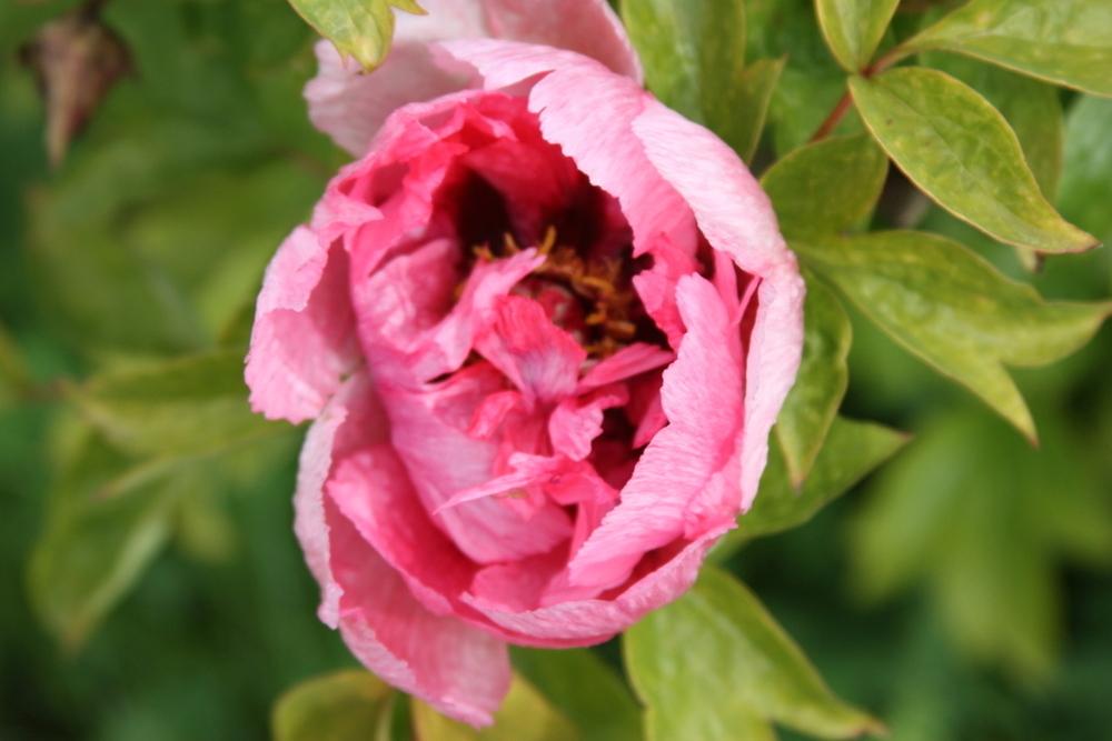 Chinese Tree Peony (Paeonia x suffruticosa 'Huo Lian Jin Dan') in the ...