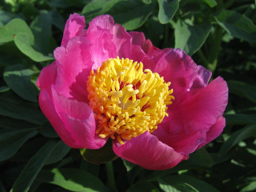 Photo of the stamens, filaments and pistils of Peony (Paeonia ...