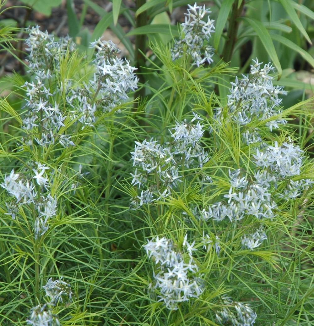 Photo of the entire plant of Willow Amsonia (Amsonia tabernaemontana ...