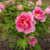 Peonies: Plant Care and Collection of Varieties - Garden.org