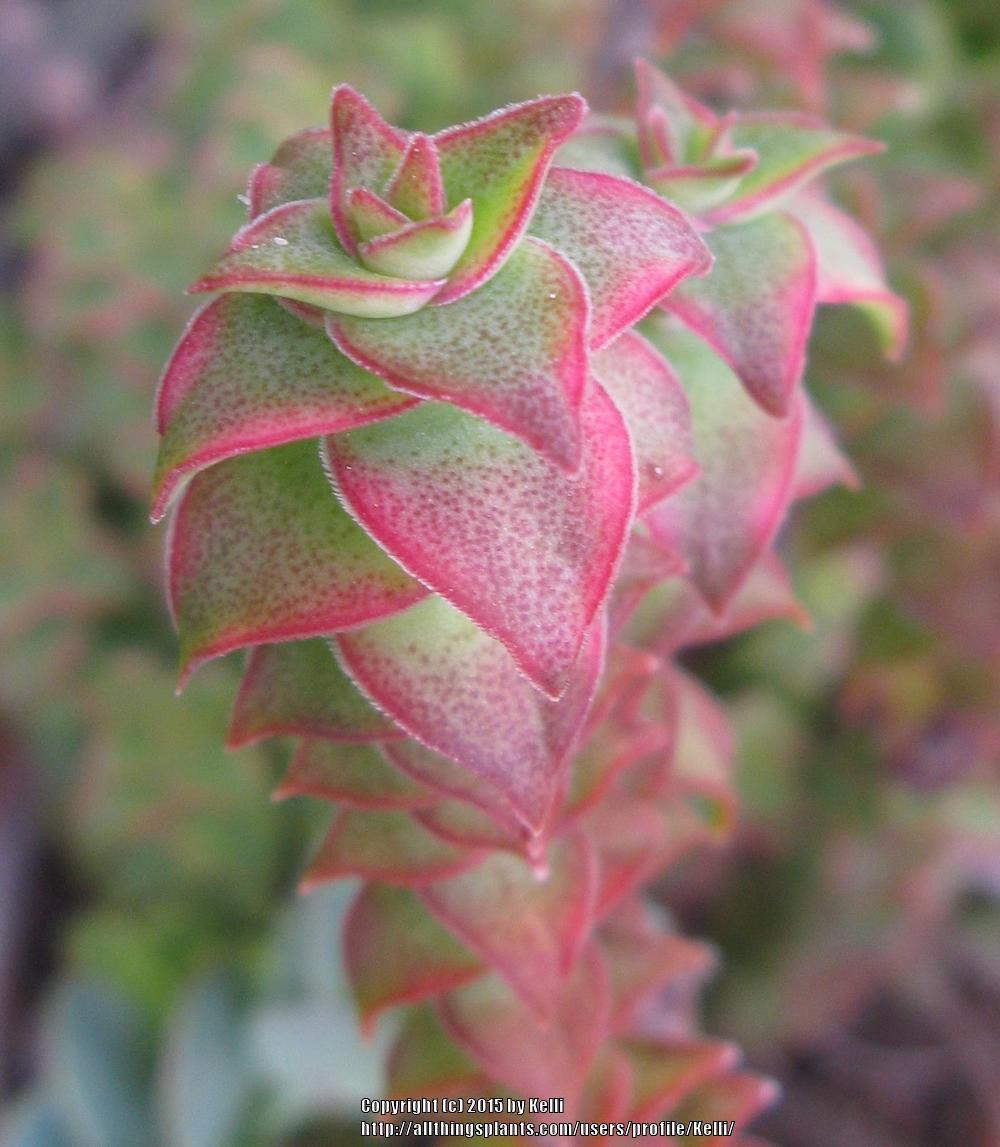 Crassulas: Plant Care and Collection of Varieties - Garden.org