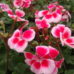 Photo of the bloom of Fish Geranium (Pelargonium Tango™ Rose Mega ...