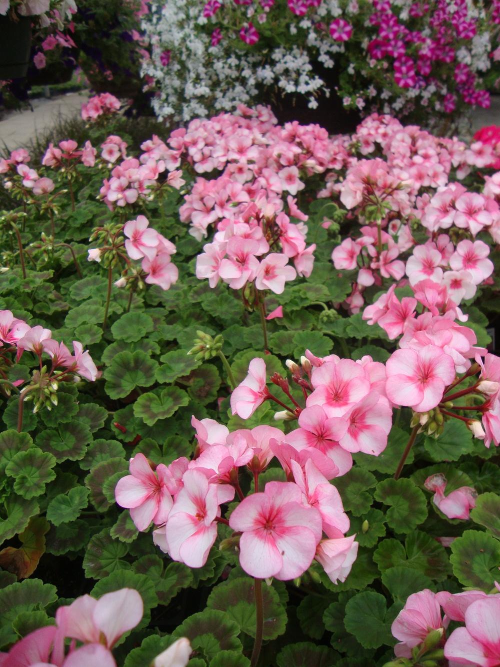 Photo of the entire plant of Fish Geranium (Pelargonium x hortorum ...