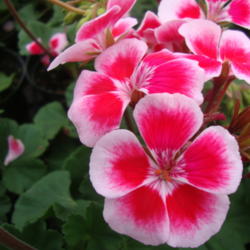 Photo of the bloom of Fish Geranium (Pelargonium Tango™ Rose Mega ...